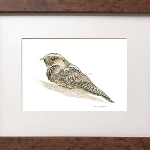 Whippoorwill Watercolor Print - Etsy