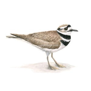 Killdeer Original Watercolor Painting - Etsy