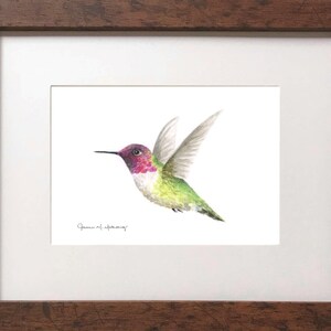 Anna's Hummingbird Watercolor Print - Etsy