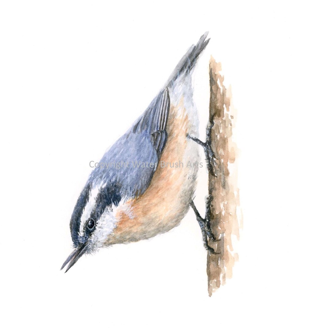 Red-breasted Nuthatch Watercolor Print - Etsy
