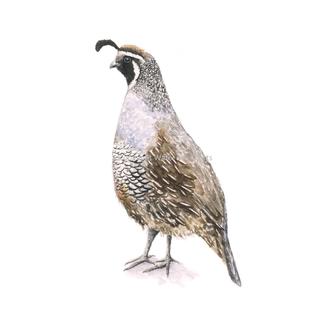 California Quail 02 Watercolor Print - Etsy