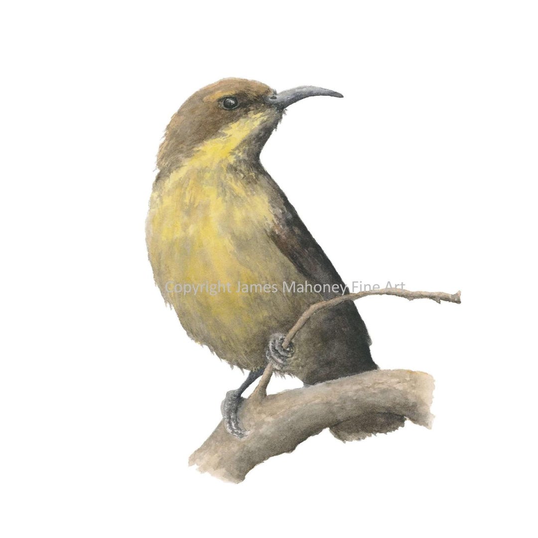 Female Anjouan Sunbird Watercolor Print - Etsy