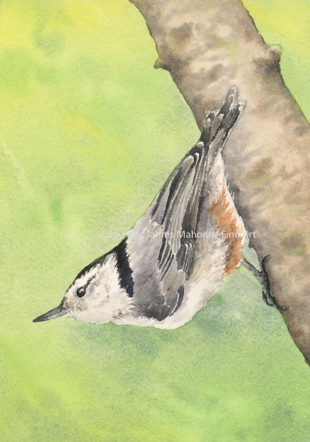 White-breasted Nuthatch 01 Watercolor Print - Etsy
