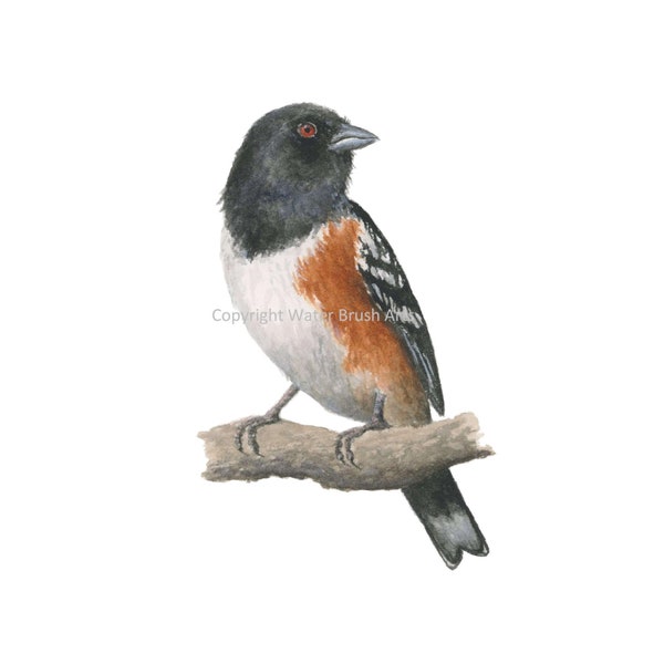 Towhee - Etsy