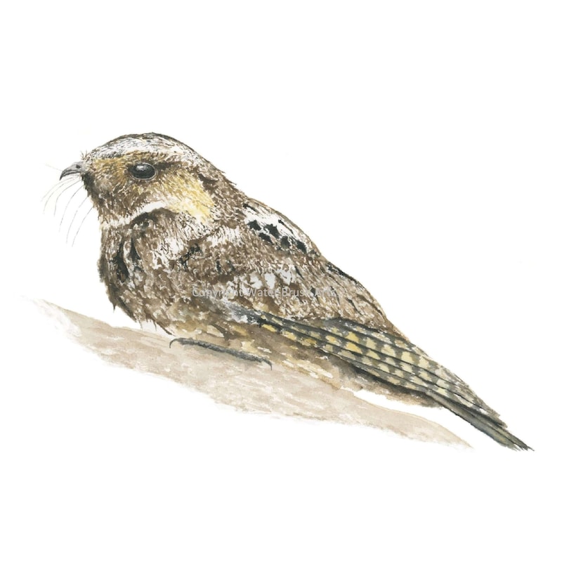 Whippoorwill - Etsy
