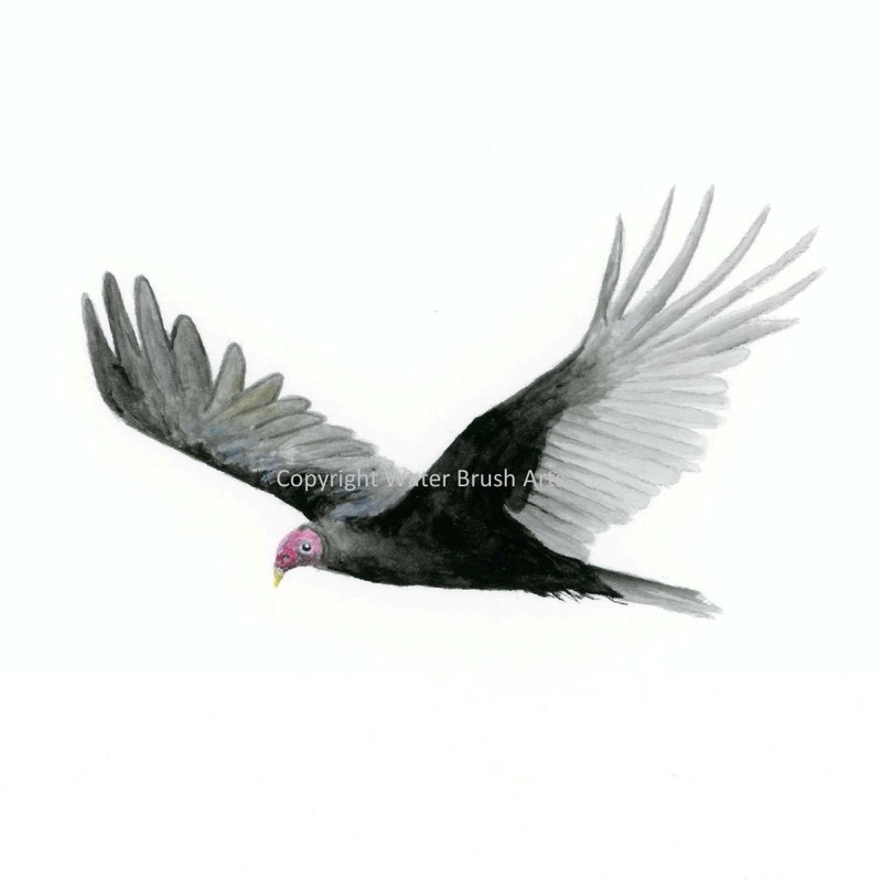 Turkey Vulture Print - Etsy