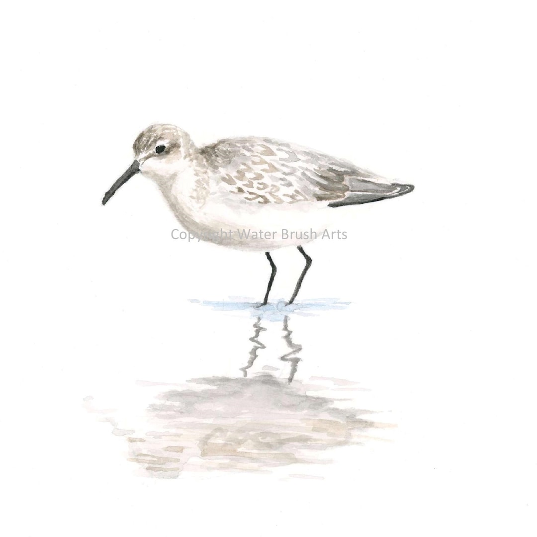 Shorebird 002 Original Watercolor Painting - Etsy