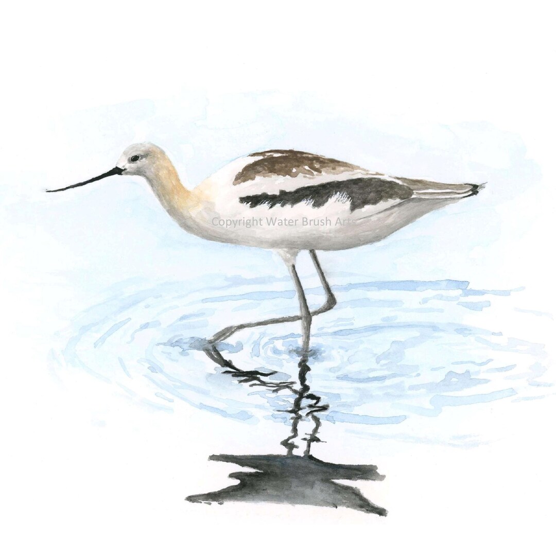 American Avocet Original Watercolor Painting - Etsy