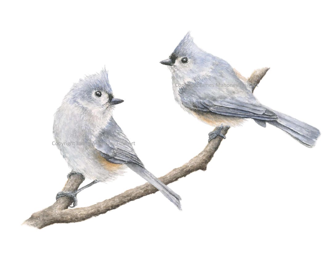 Tufted Titmouse Pair Watercolor Print - Etsy