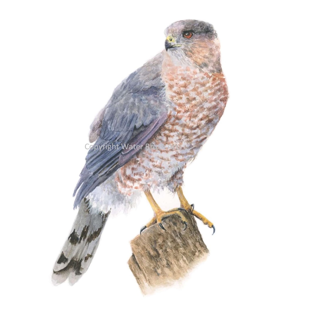 Cooper's Hawk Watercolor Print - Etsy