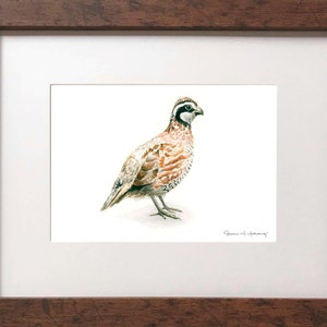 Bobwhite Original Watercolor Painting - Etsy