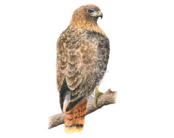 Red Shoulder Hawk Original Watercolor, Hawk Art, Red Shoulder Hawk ...
