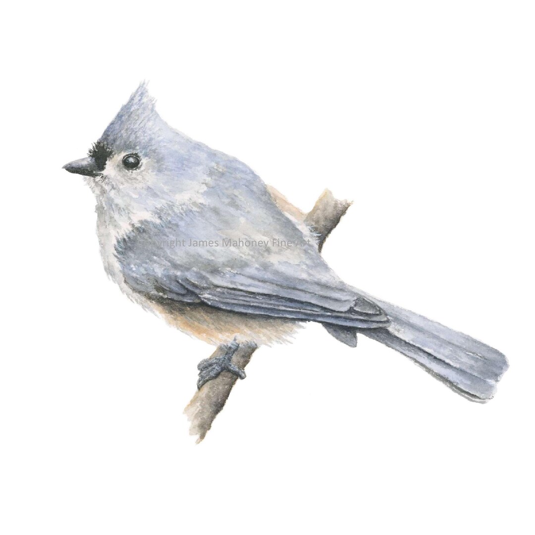 Tufted Titmouse 01 Watercolor Print - Etsy