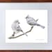 Tufted Titmouse Pair Watercolor Print - Etsy