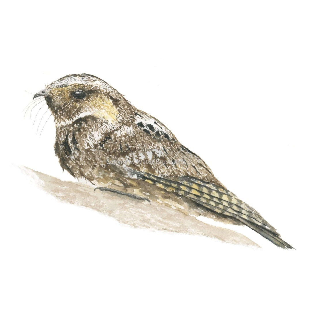 Whippoorwill Watercolor Print - Etsy