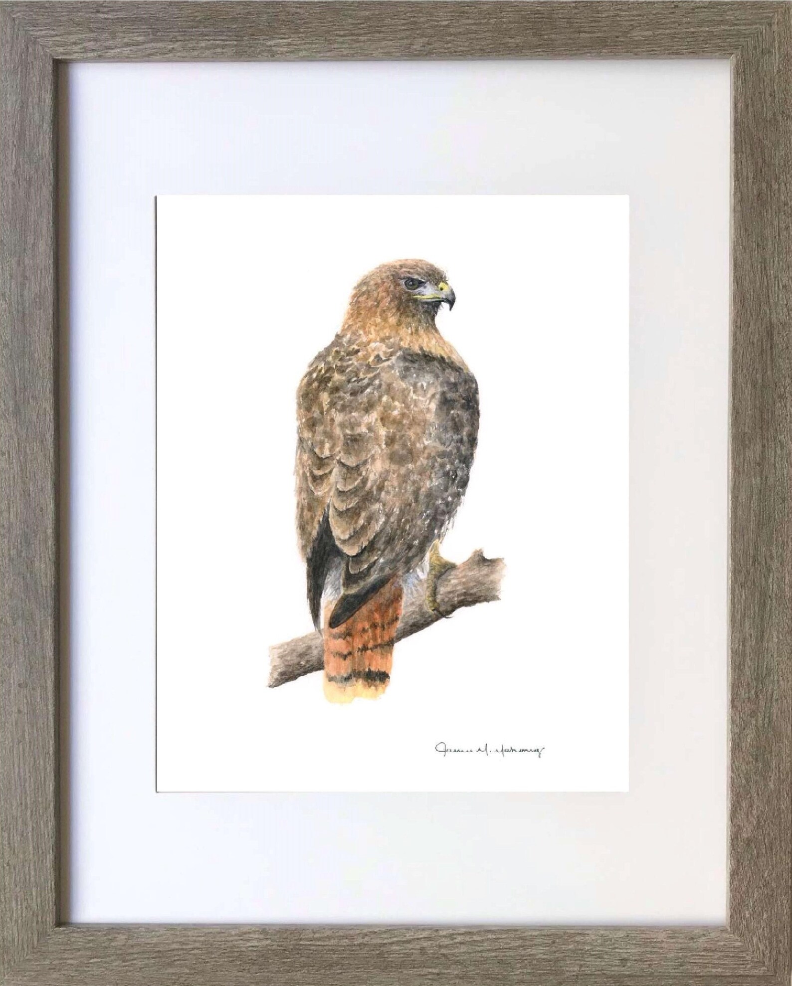 Red-tailed Hawk Original Watercolor Painting - Etsy
