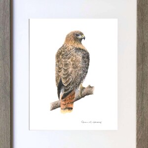 Red-tailed Hawk Original Watercolor Painting - Etsy
