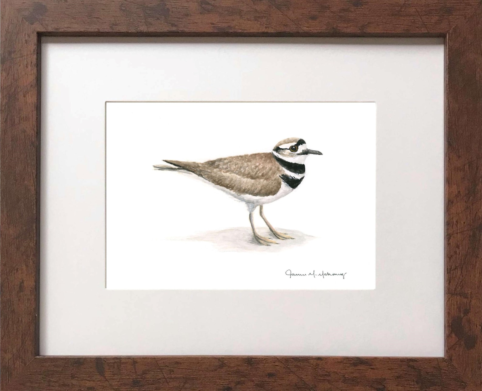 Killdeer Watercolor Print - Etsy
