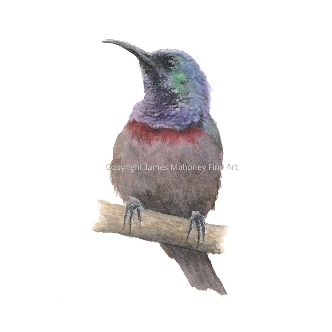 Male Anjouan Sunbird Watercolor Print - Etsy