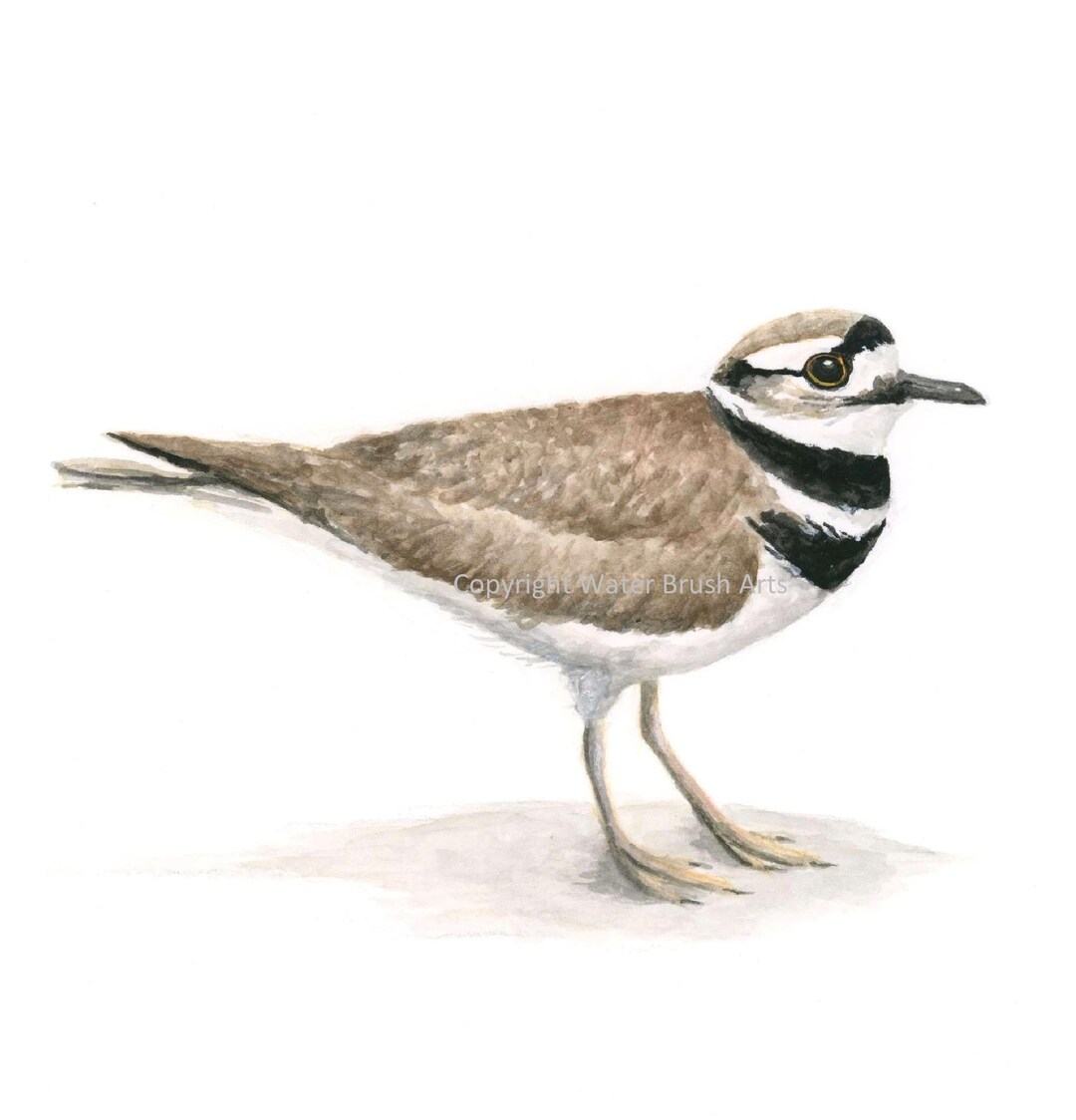 Killdeer Watercolor Print - Etsy