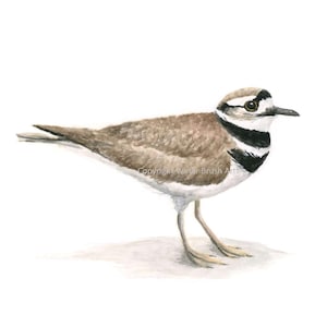 Killdeer Watercolor Print - Etsy