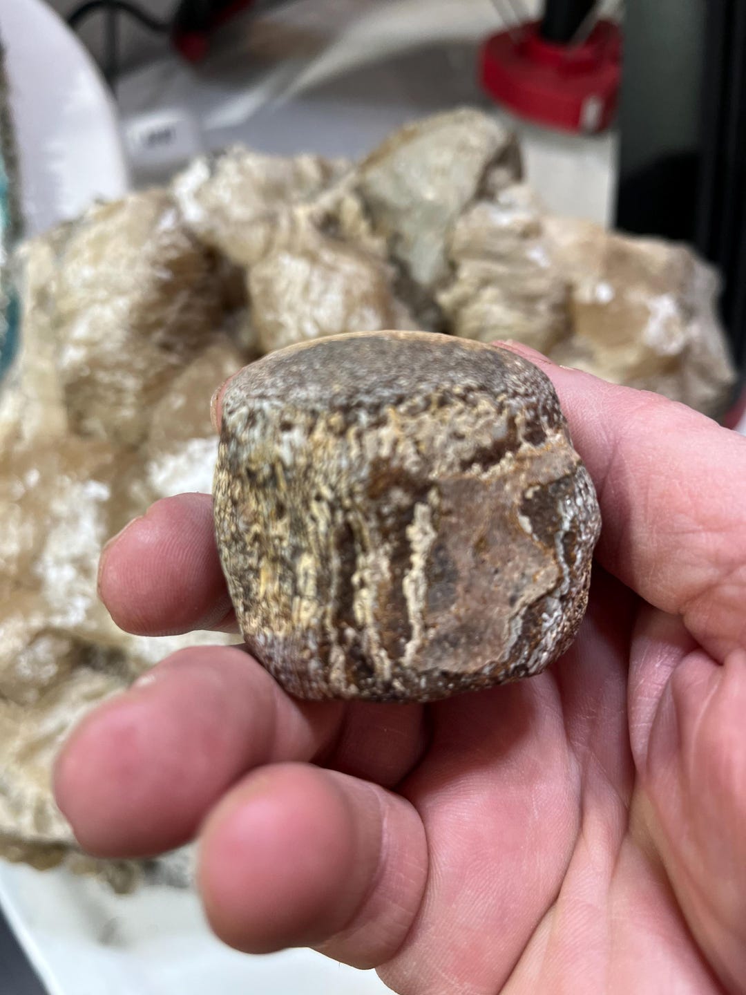 Mammoth Tooth Fossil Wooly Specimens Collector Teeth - Etsy