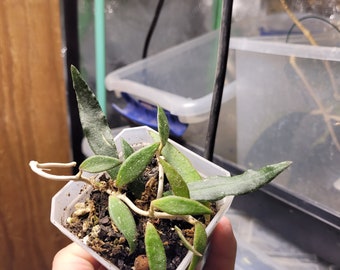 Hoya Mirabilis Splash Clone B/ Slender Leaves/ Splashy Leaves ...