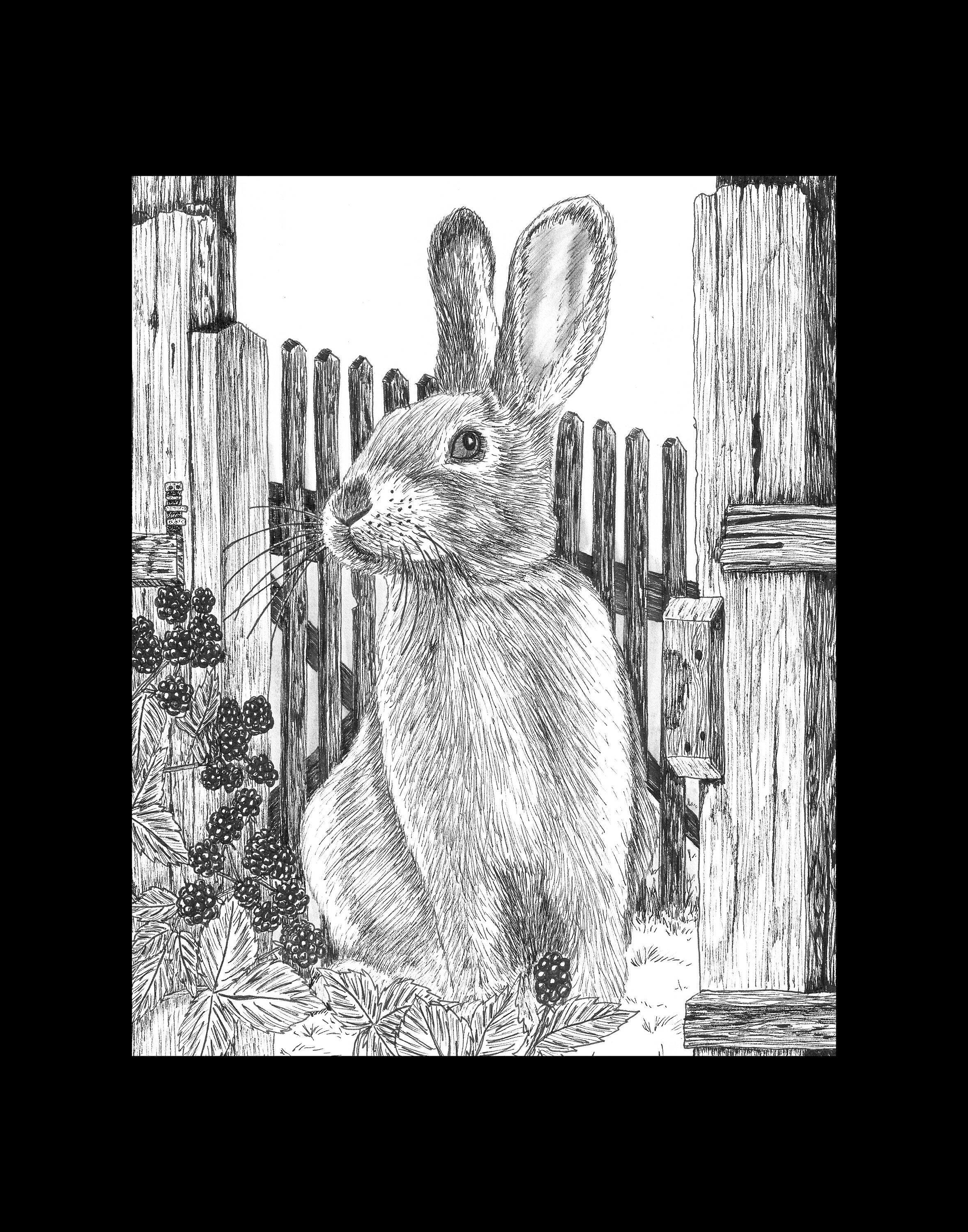 Pen & Ink Print of Rabbit in Blackberries - Etsy UK