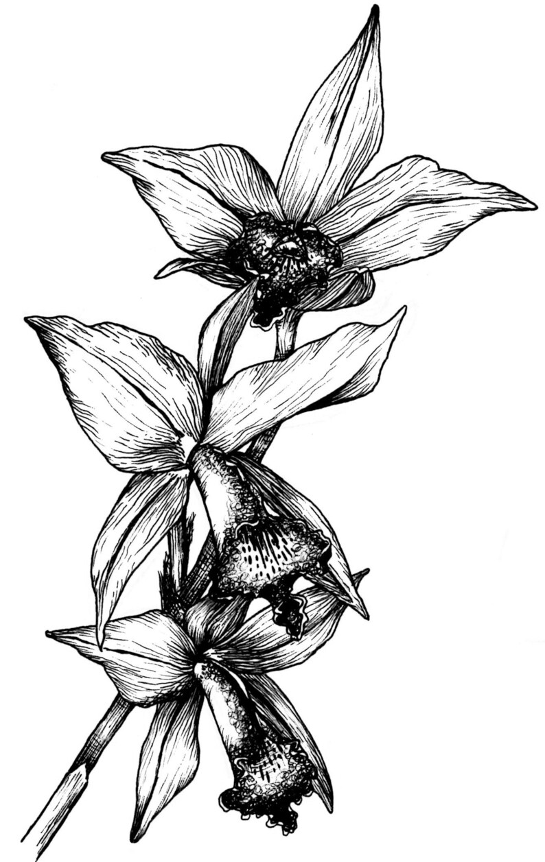 Cattleya Orchid Flower Note Card Botanical Art Any Occasion - Etsy