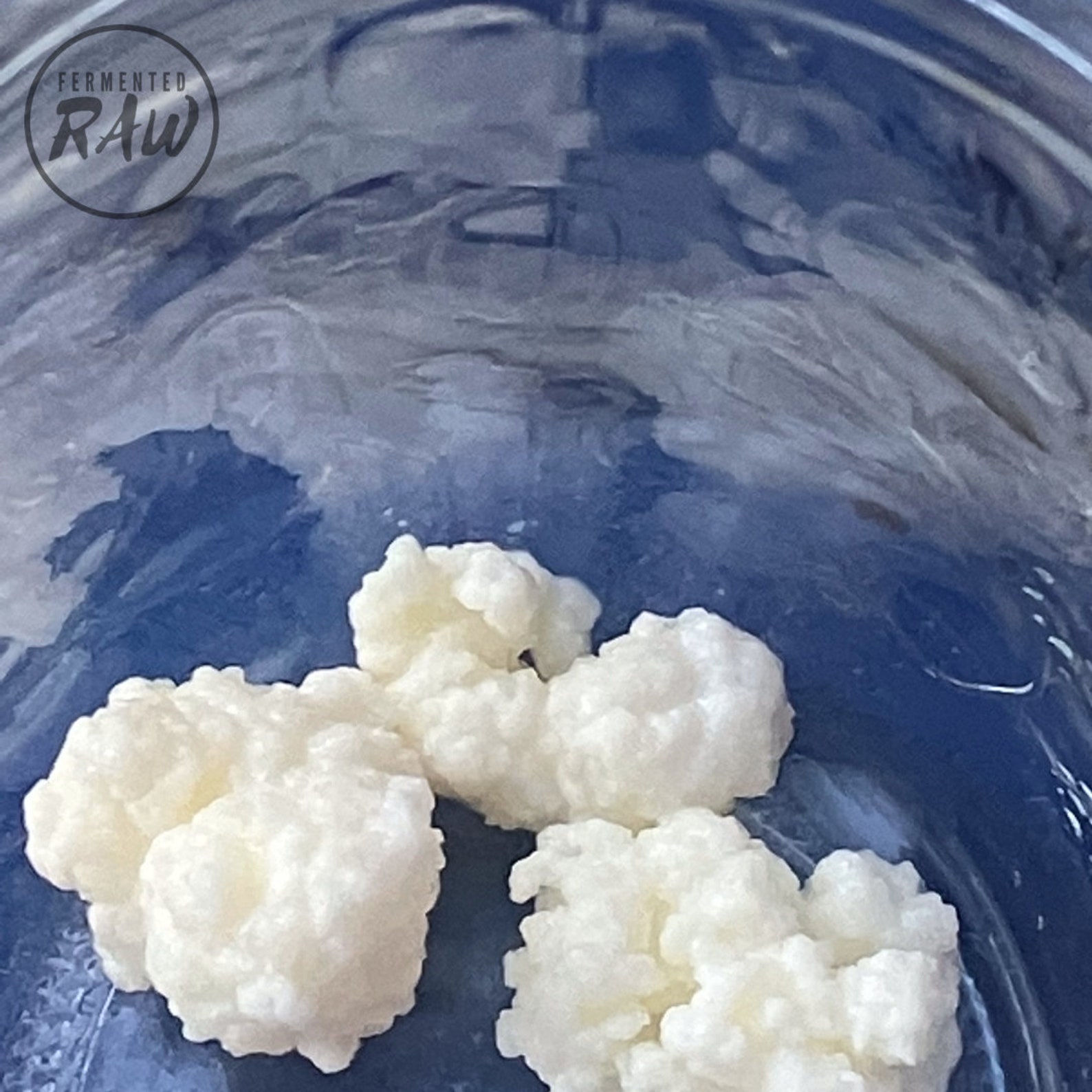 Kefir Grains SCOBY Bacteria Culture Fermented Probiotics Organic All ...
