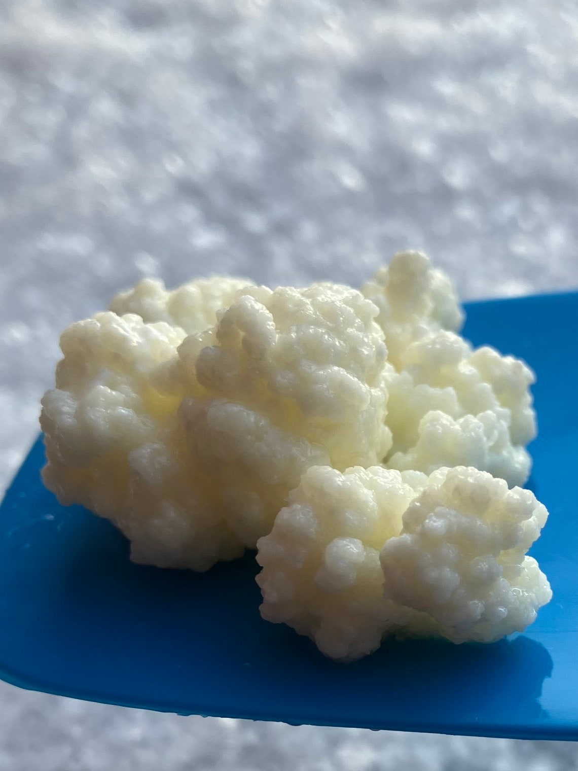 Kefir Grains SCOBY Bacteria Culture Fermented Probiotics Organic All ...