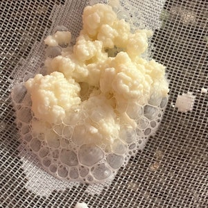 Kefir Organic Probiotic Rich Symbiotic Culture Bacteria Yeast Grains ...