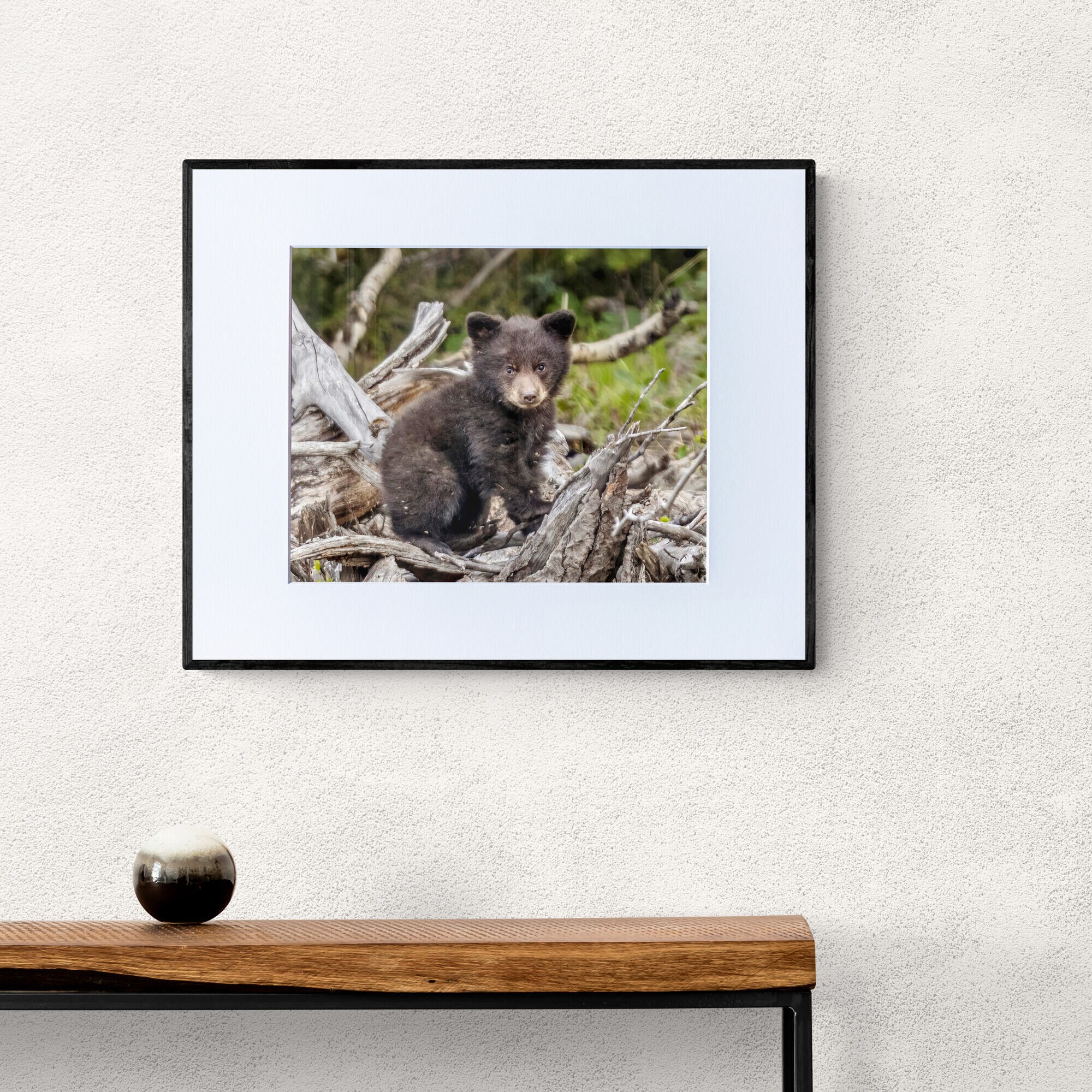 Nature Photo Matted Print- Black Bear Cub- “curious Cub“ Yellowstone - Etsy