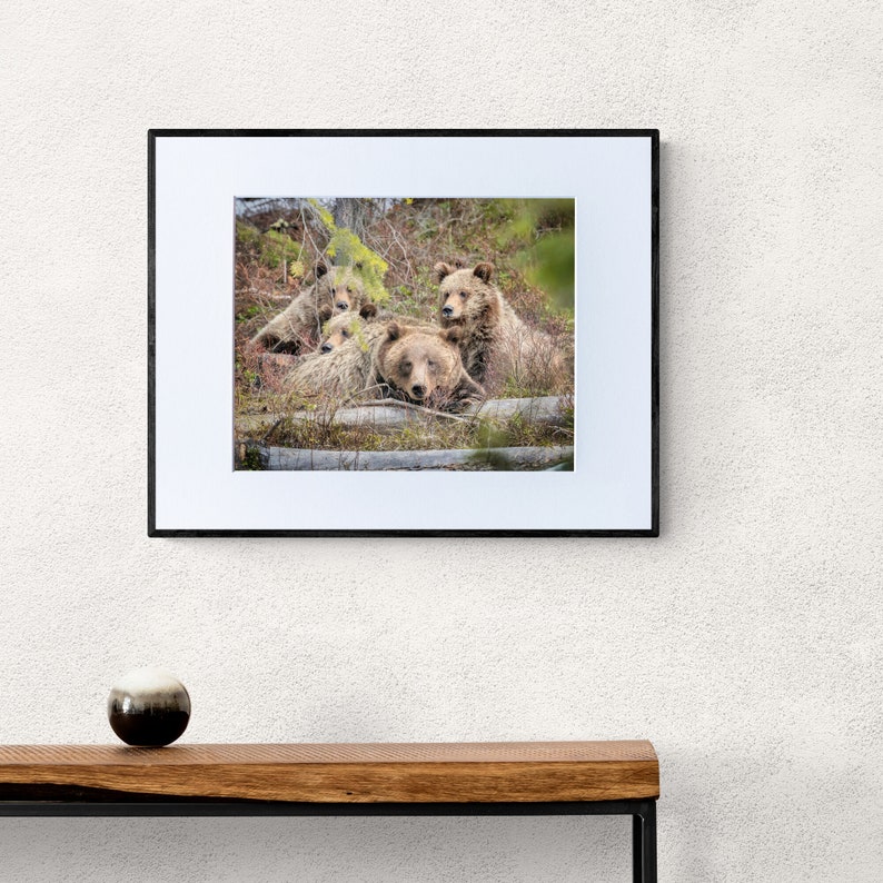 Nature Photo Matted Print- Grizzly Bear and Cubs- “grizzly 610 and ...