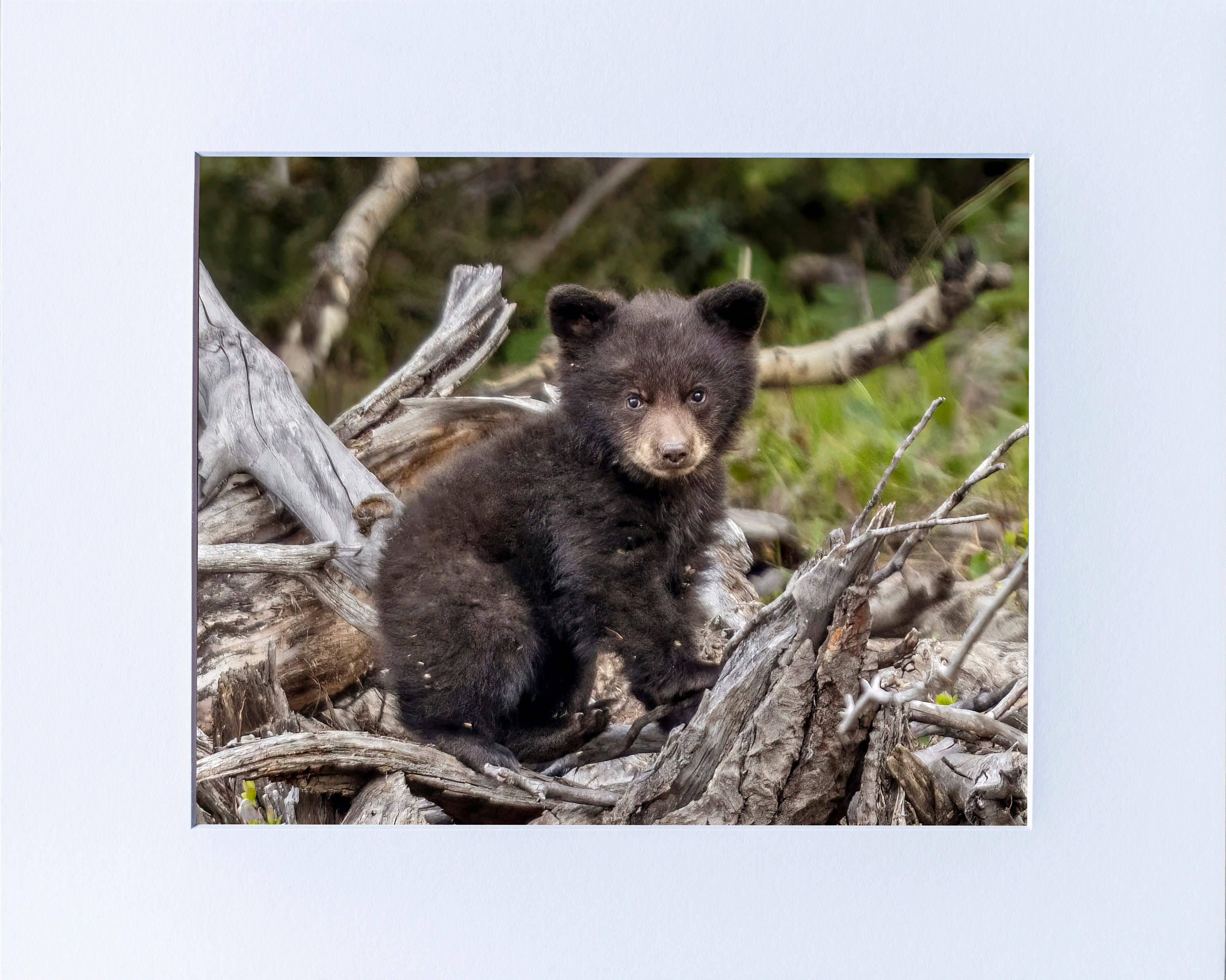 Nature Photo Matted Print- Black Bear Cub- “curious Cub“ Yellowstone - Etsy