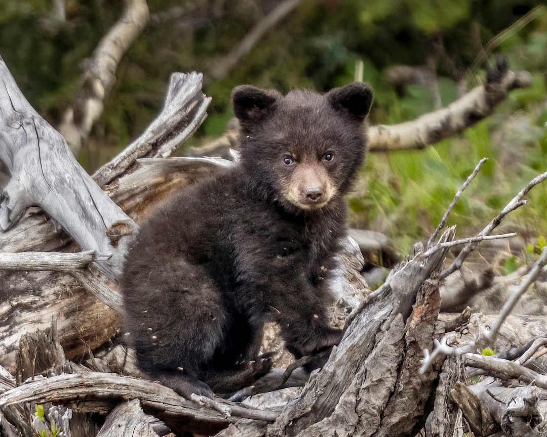 Nature Photo Matted Print- Black Bear Cub- “curious Cub“ Yellowstone - Etsy