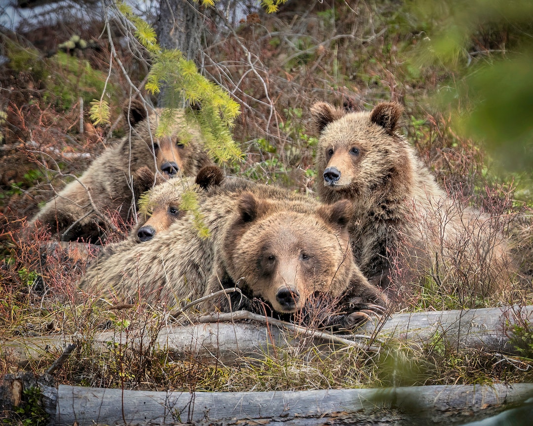 Nature Photo Matted Print- Grizzly Bear and Cubs- “grizzly 610 and ...