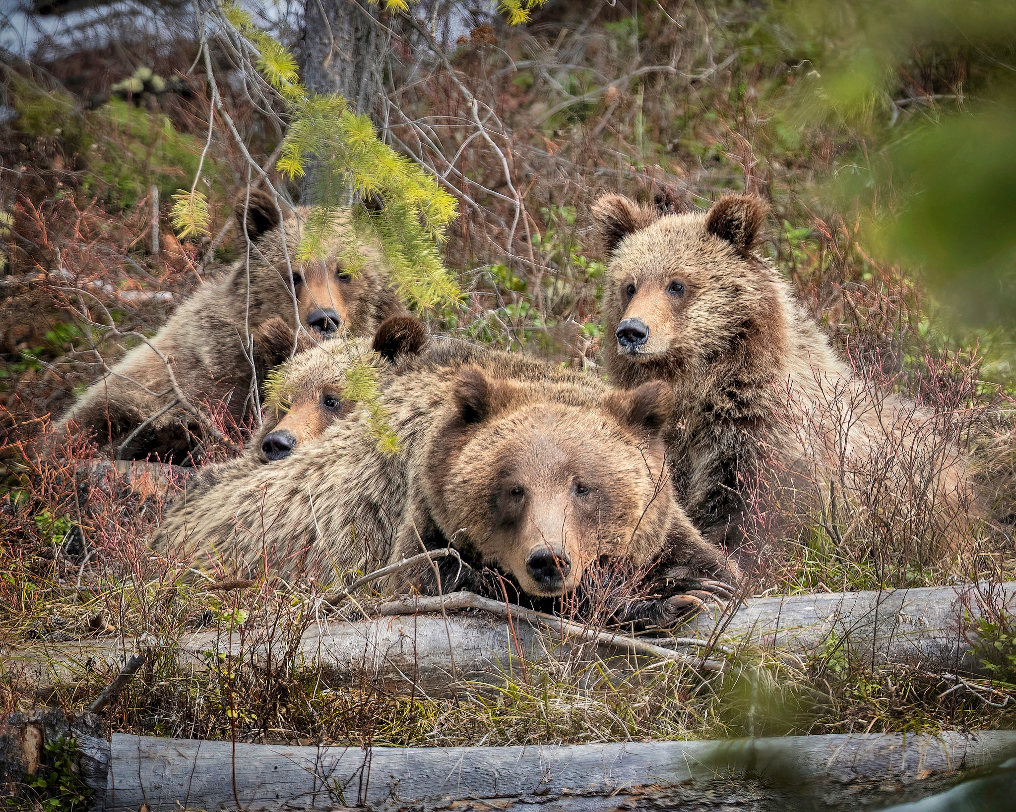 Nature Photo Matted Print- Grizzly Bear and Cubs- “grizzly 610 and ...