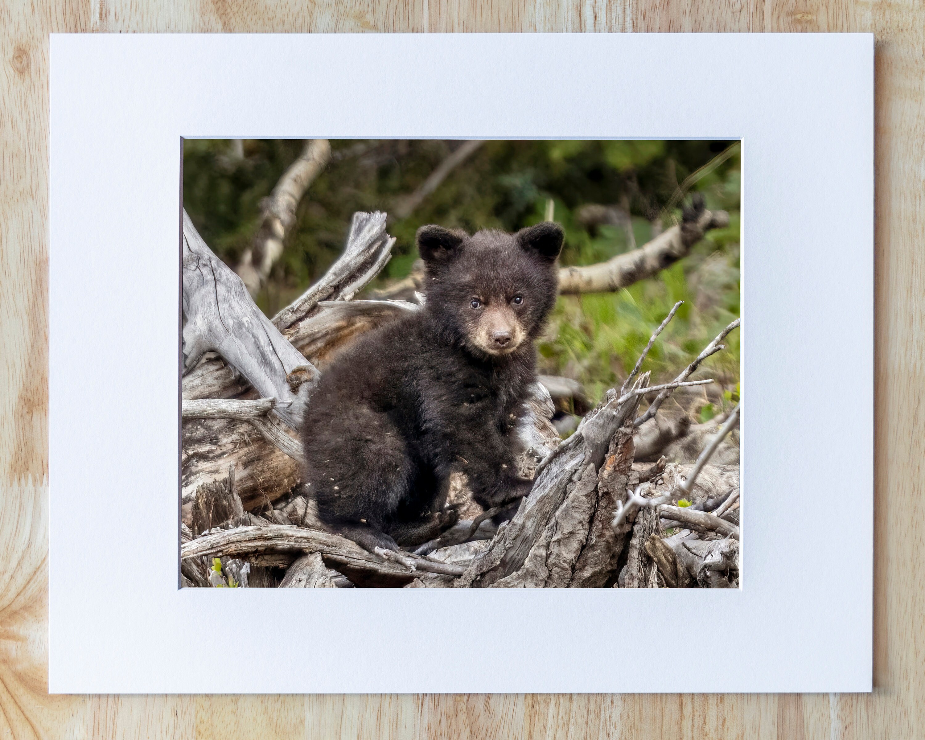 Nature Photo Matted Print- Black Bear Cub- “curious Cub“ Yellowstone - Etsy