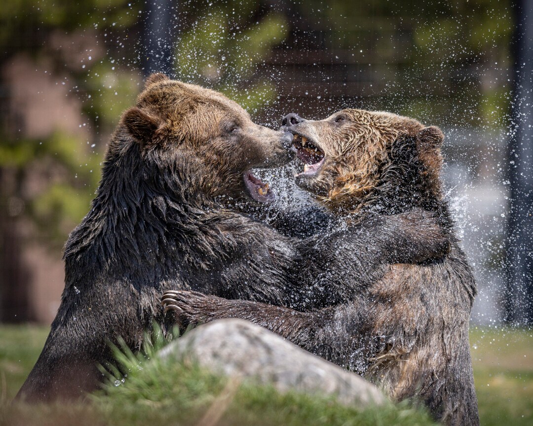 Nature Photo Matted Print- Grizzly Bears - “roughhousing“ Yellowstone ...