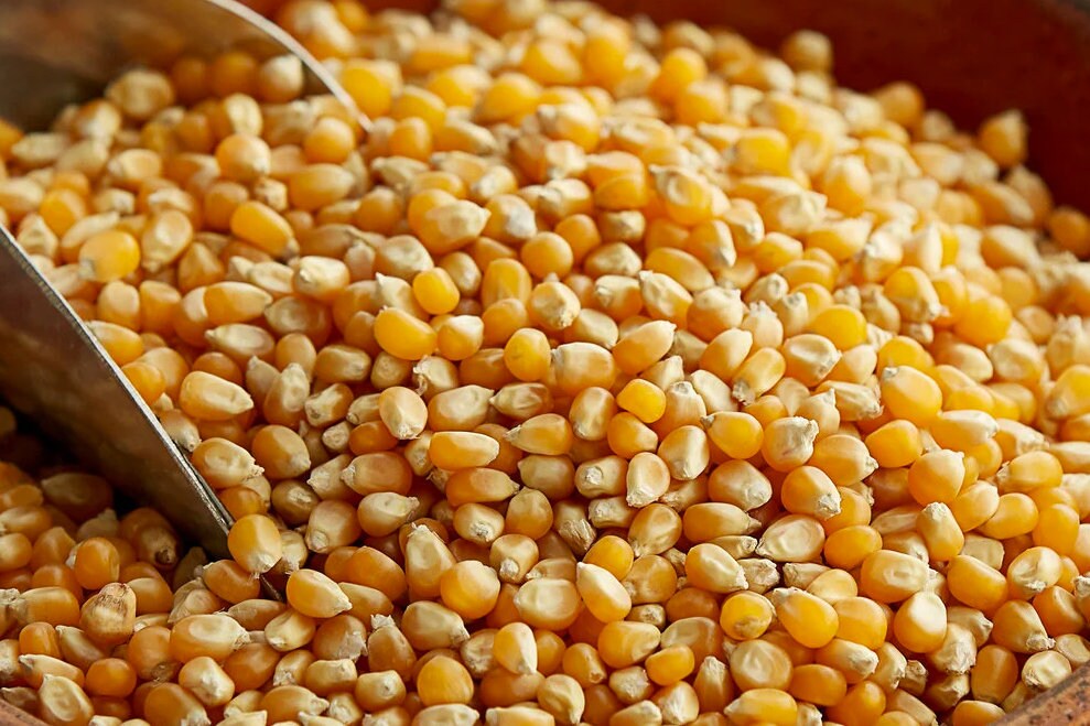 USA SELLER South American Yellow Popcorn 25 Seeds Heirloom(zea Mays) - Etsy