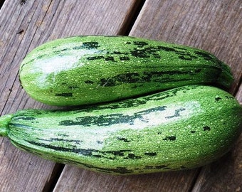 USA SELLER Round Zucchini Summer Squash 25 Seeds HEIRLOOM | Etsy