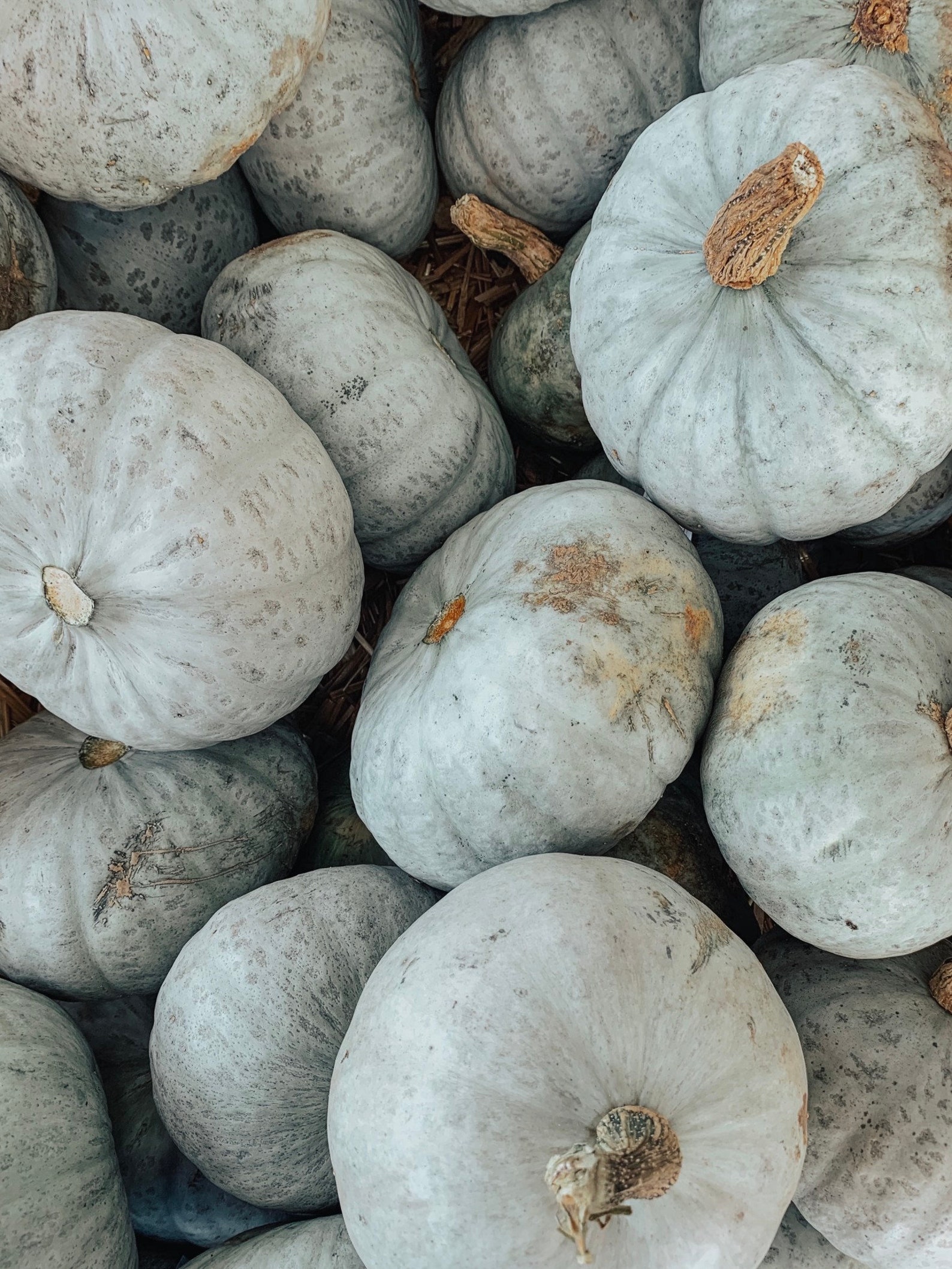 USA SELLER Jarrahdale Blue Pumpkin 15 Seeds HEIRLOOM - Etsy Hong Kong