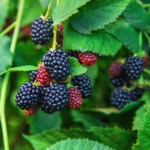 KIOWA BLACKBERRY 3 Cuttings(long Harvest Season, Upright, Large Berries ...
