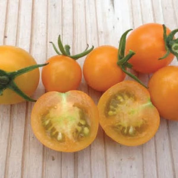 Sugar Bomb Tomato Seed - Etsy
