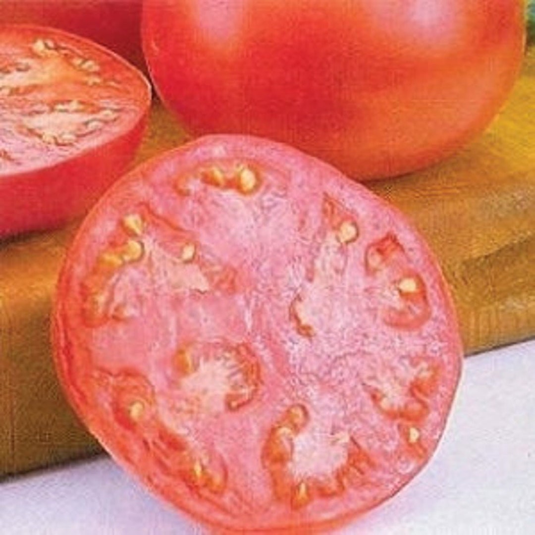 USA SELLER Pink Girl Tomato 25 Seeds Hybrid (solanum Lycopersicum) - Etsy