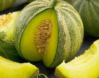 USA SELLER Rich Sweetness Melon 25 Seeds HEIRLOOM | Etsy