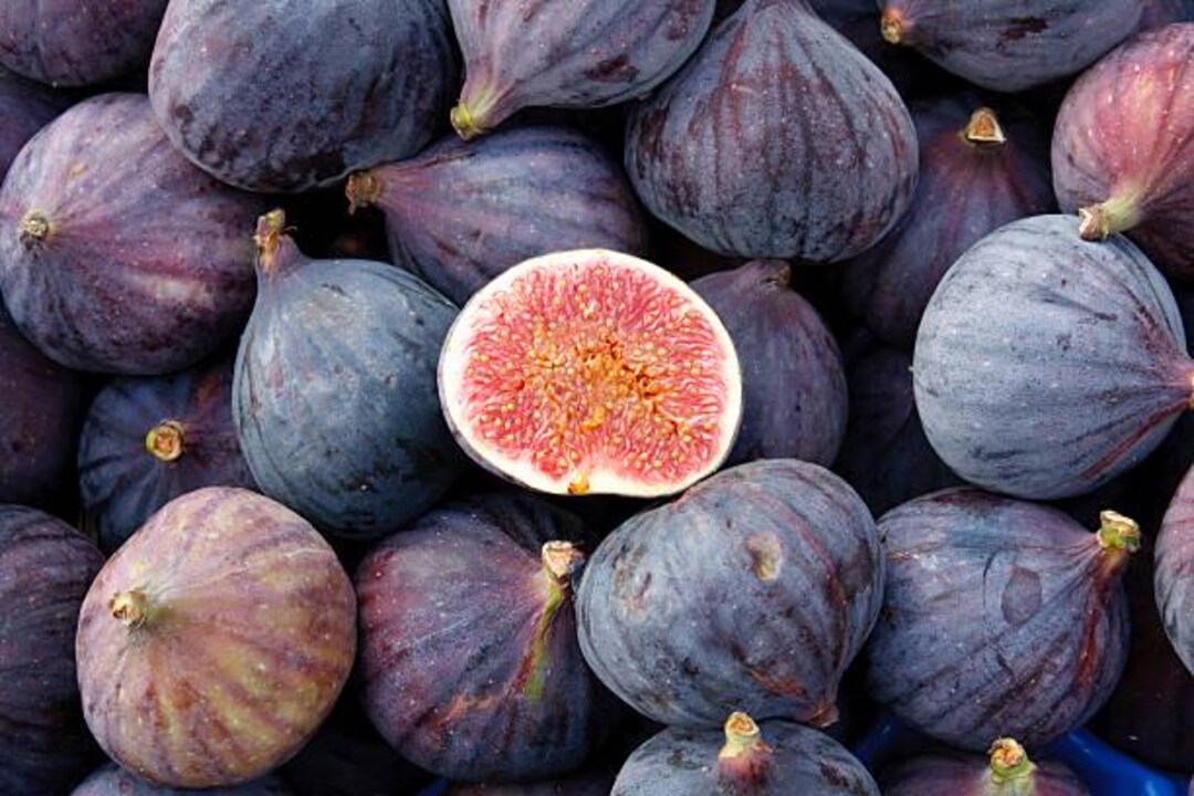 Izmir Turkish Fig Seeds: Cultivate the Exquisite Taste of Turkey's ...