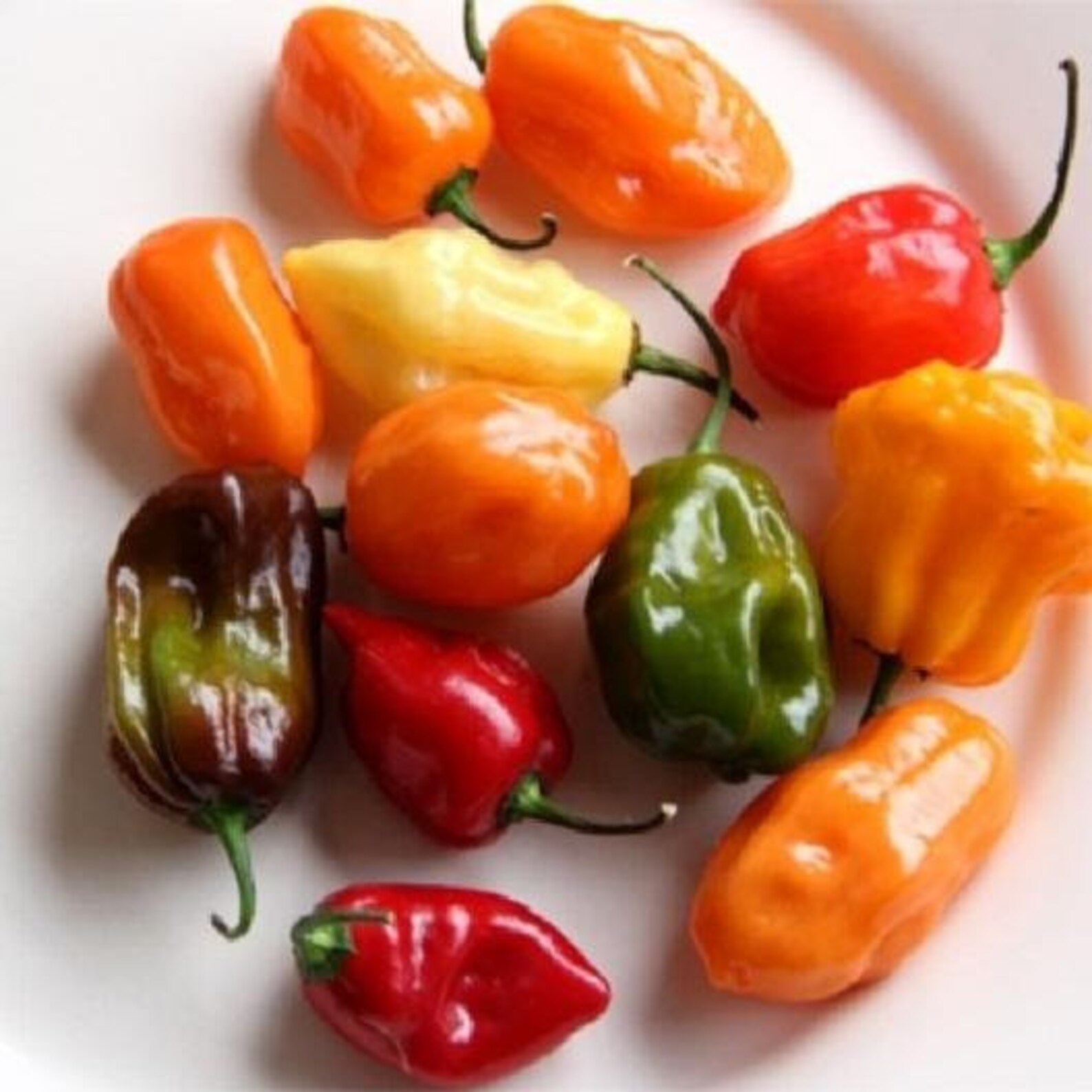 USA SELLER Habanero Hot Mix Pepper 25 Seeds HEIRLOOM - Etsy
