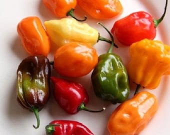 USA SELLER Rainbow Cayenne Hot Pepper Mix 25 Seeds HEIRLOOM | Etsy